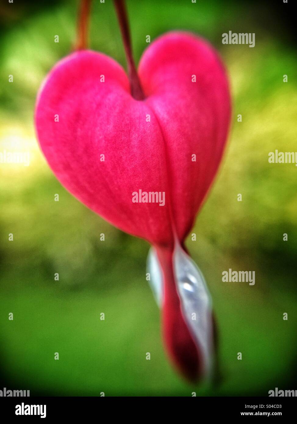 Fleur en forme de coeur Banque de photographies et d’images à haute ...