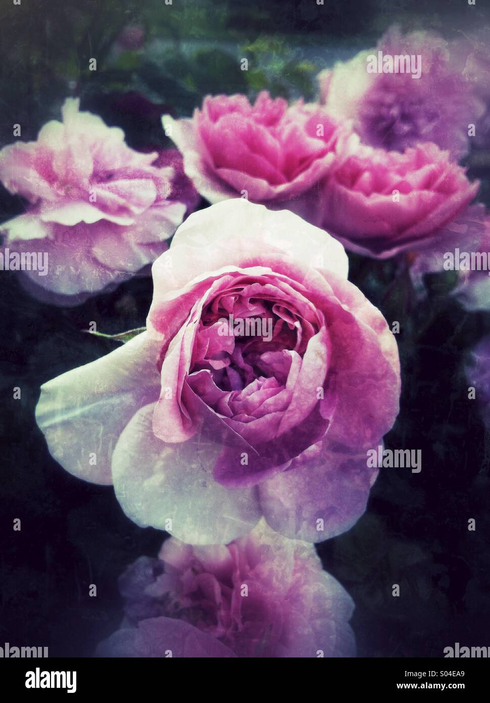 Fleurs de texture Banque de photographies et d’images à haute ...