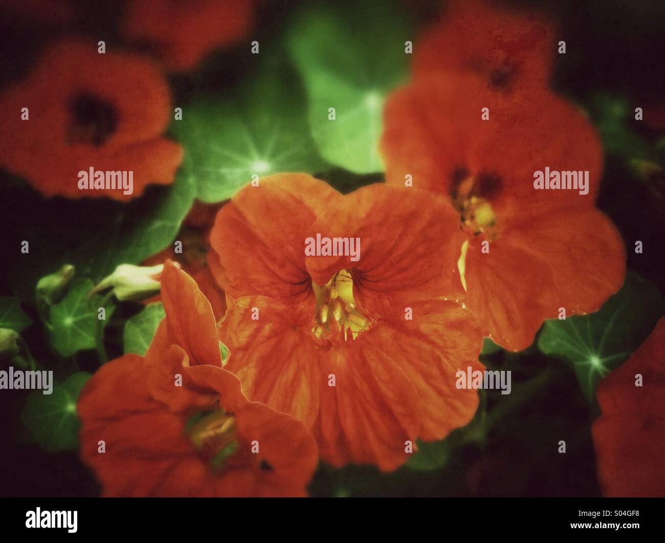 Fleurs de capucine Banque de photographies et d’images à haute ...