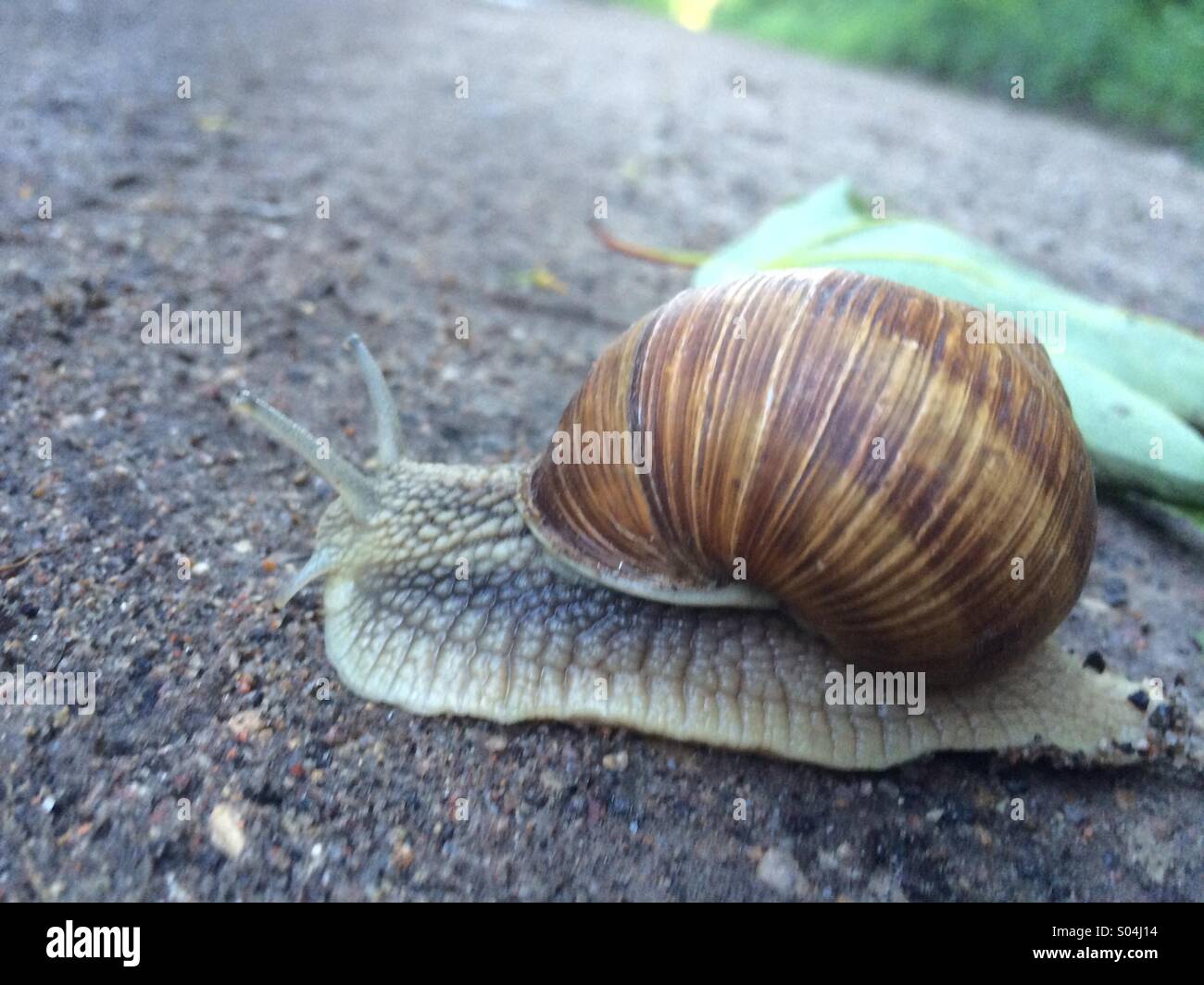 Escargot et feuille Banque de photographies et d’images à haute ...