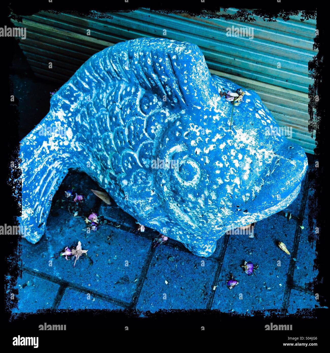Poisson bleu Banque de photographies et d’images à haute résolution - Alamy
