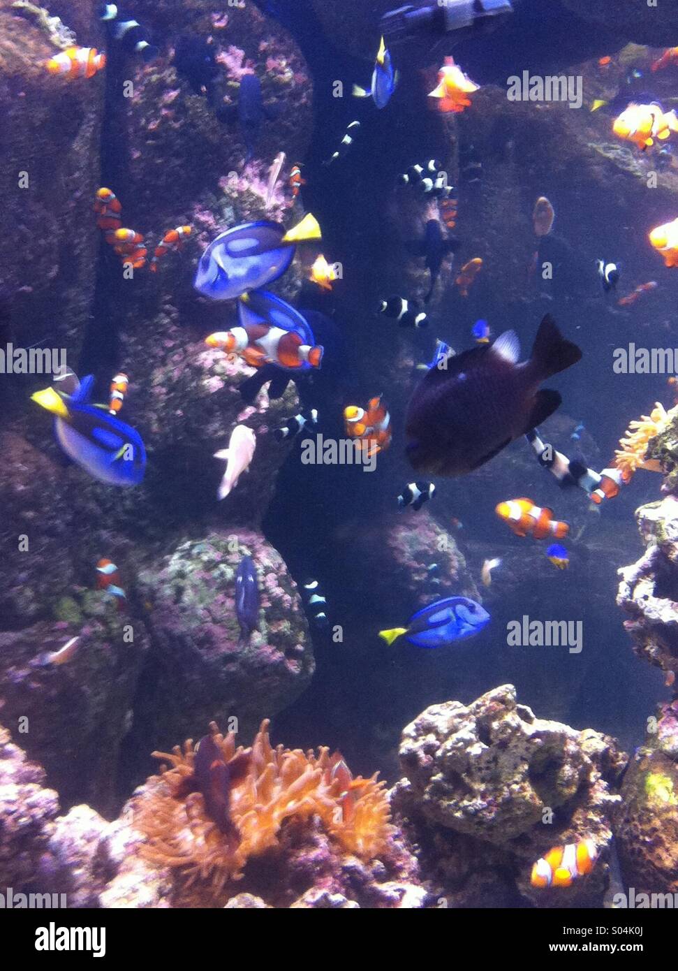 Poisson tropical Banque de photographies et d’images à haute résolution ...