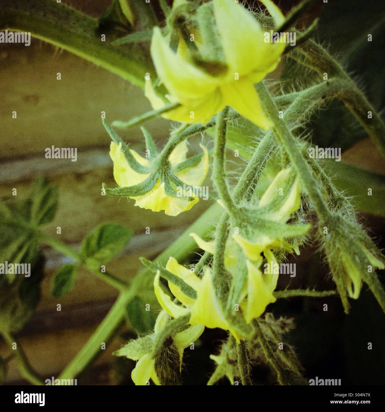 Fleurs de la tomate Banque de photographies et d’images à haute ...