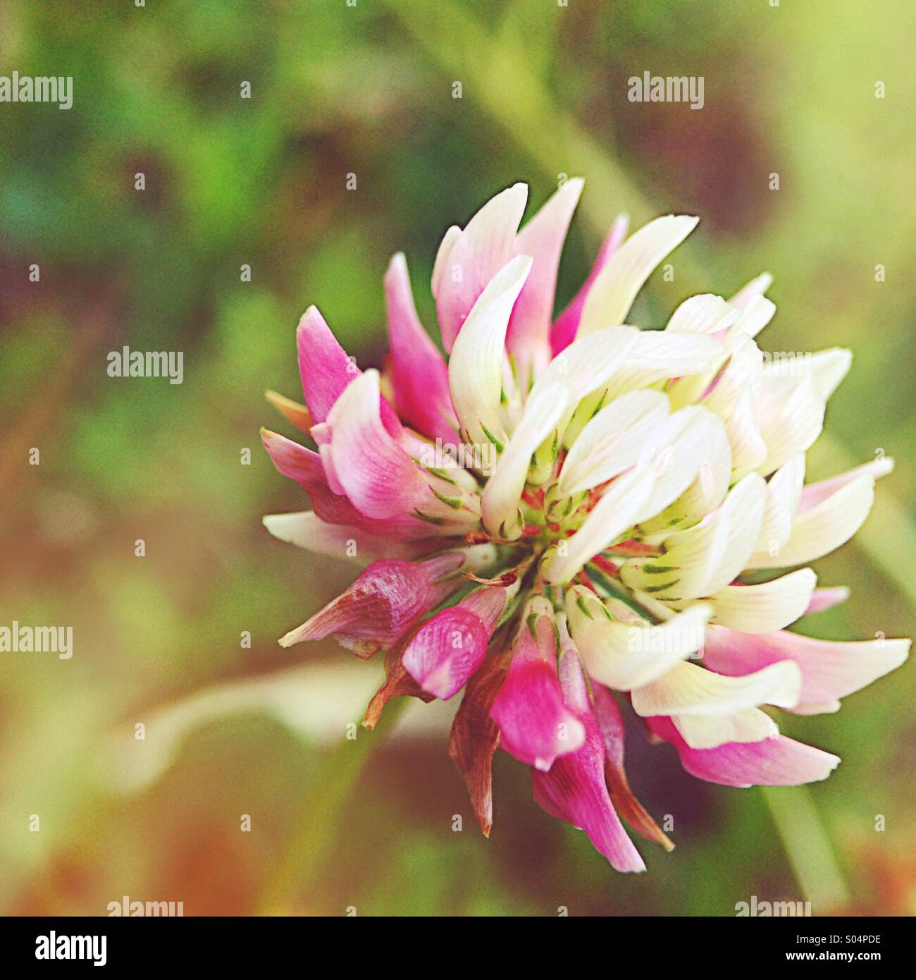 Trifolium repens purpurascens quadrifolium Banque d'image et photos - Alamy
