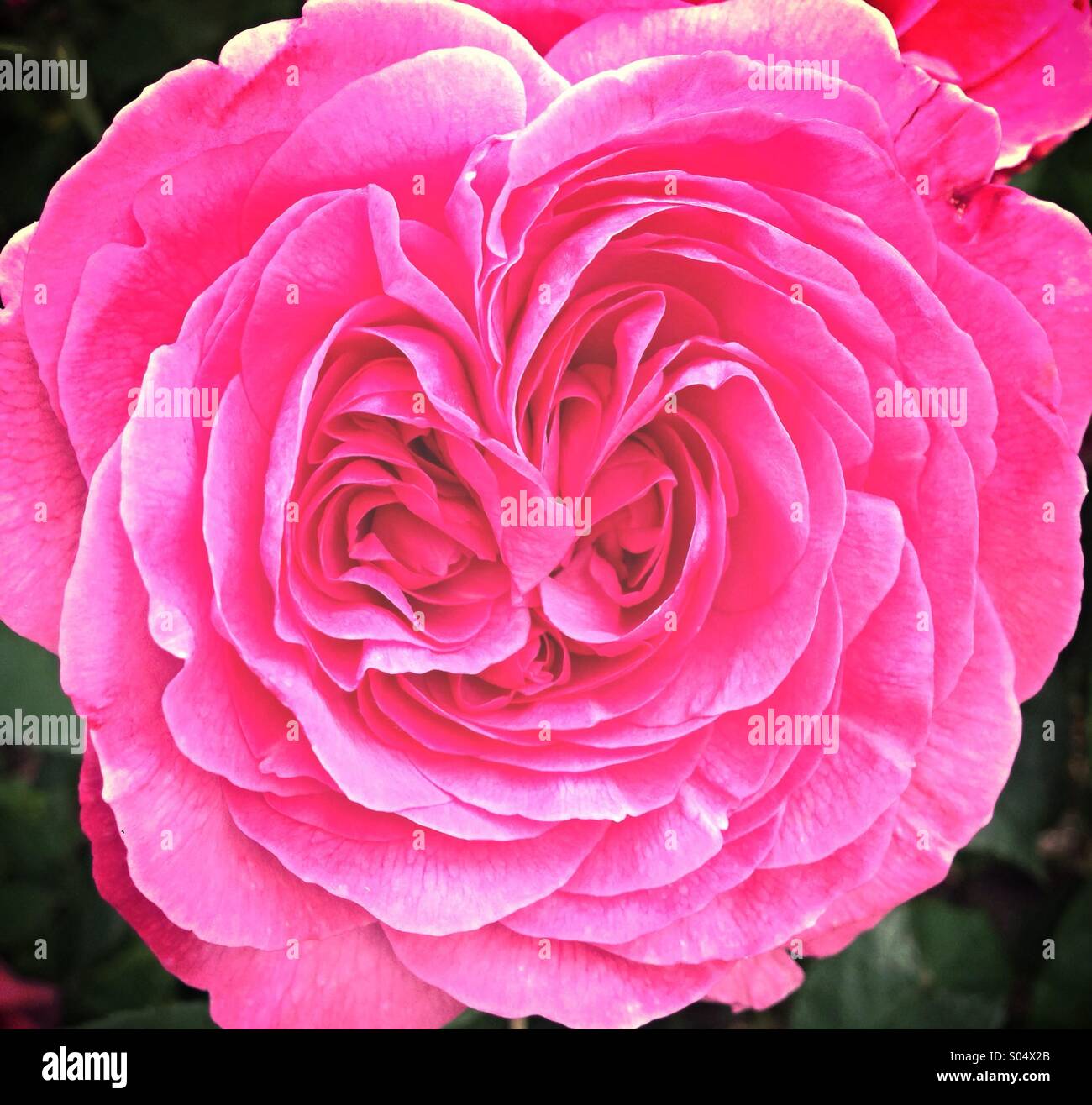 Rose Double Rose Banque d'image et photos - Alamy