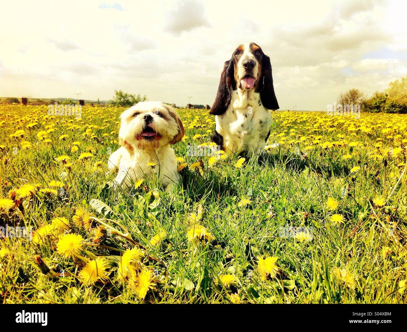 Des toutous Banque de photographies et d’images à haute résolution - Alamy