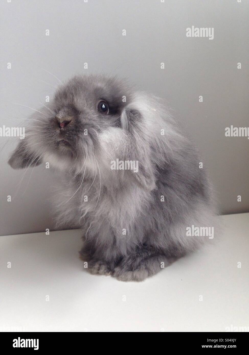 Lapin mignon Banque de photographies et d’images à haute résolution - Alamy