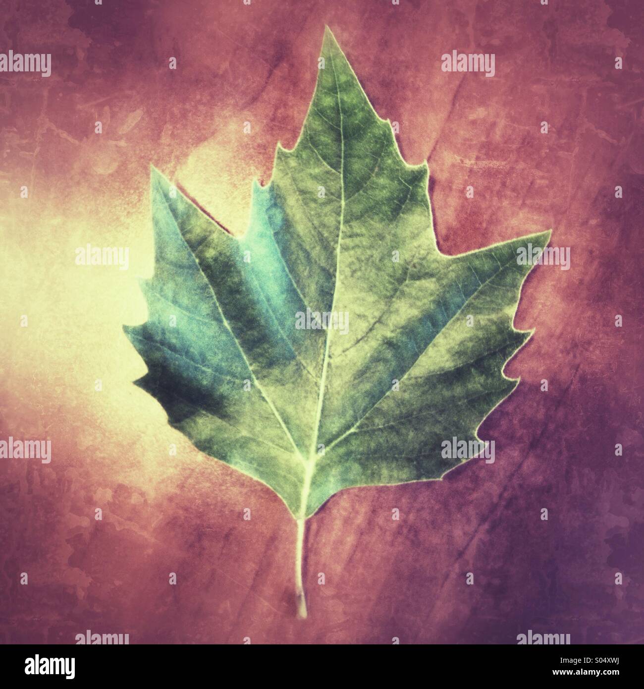 La feuille Banque de photographies et d’images à haute résolution - Alamy