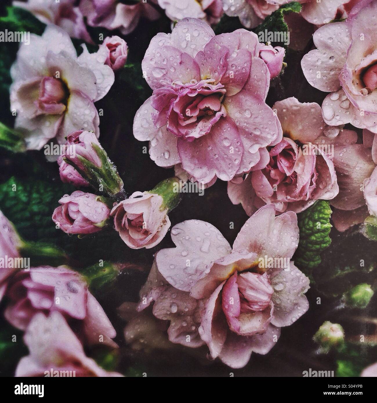 Les roses Banque de photographies et d’images à haute résolution - Alamy