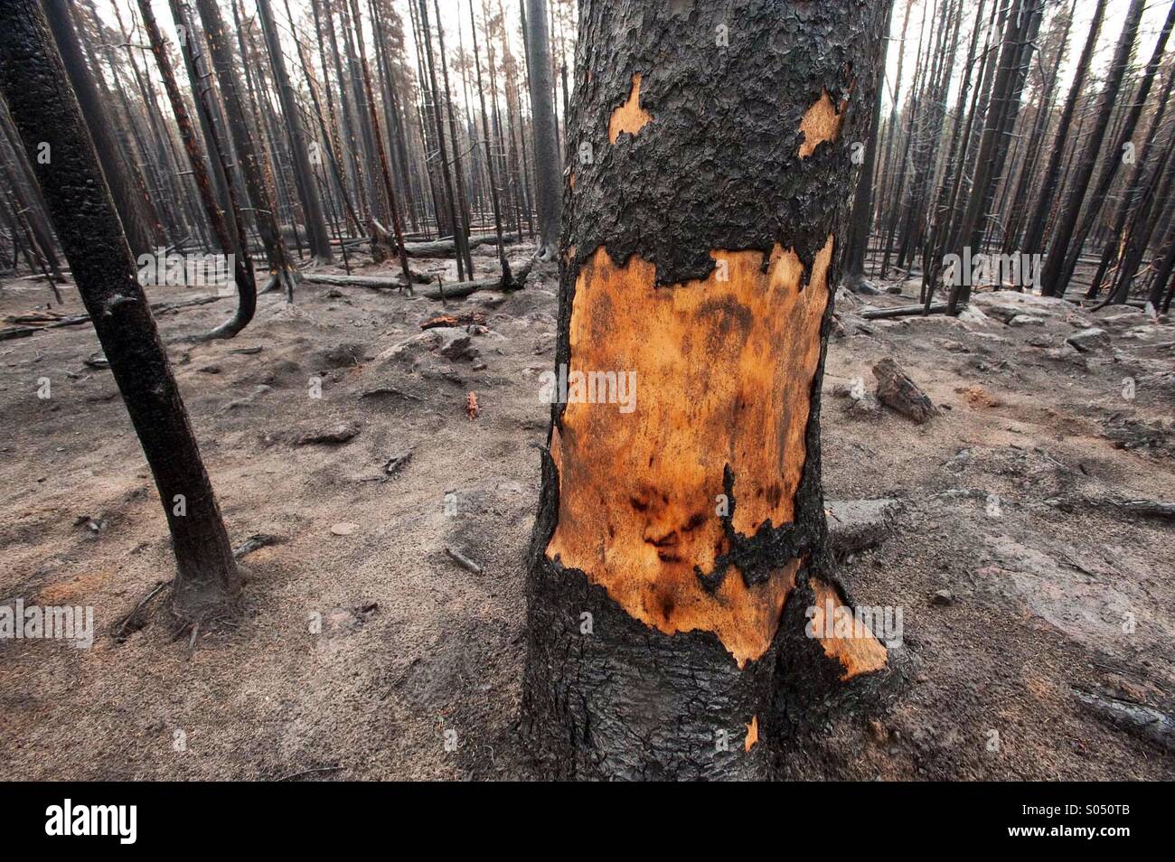 Scary face au tronc de l'arbre brûlé après l'incendie de forêt Photo ...