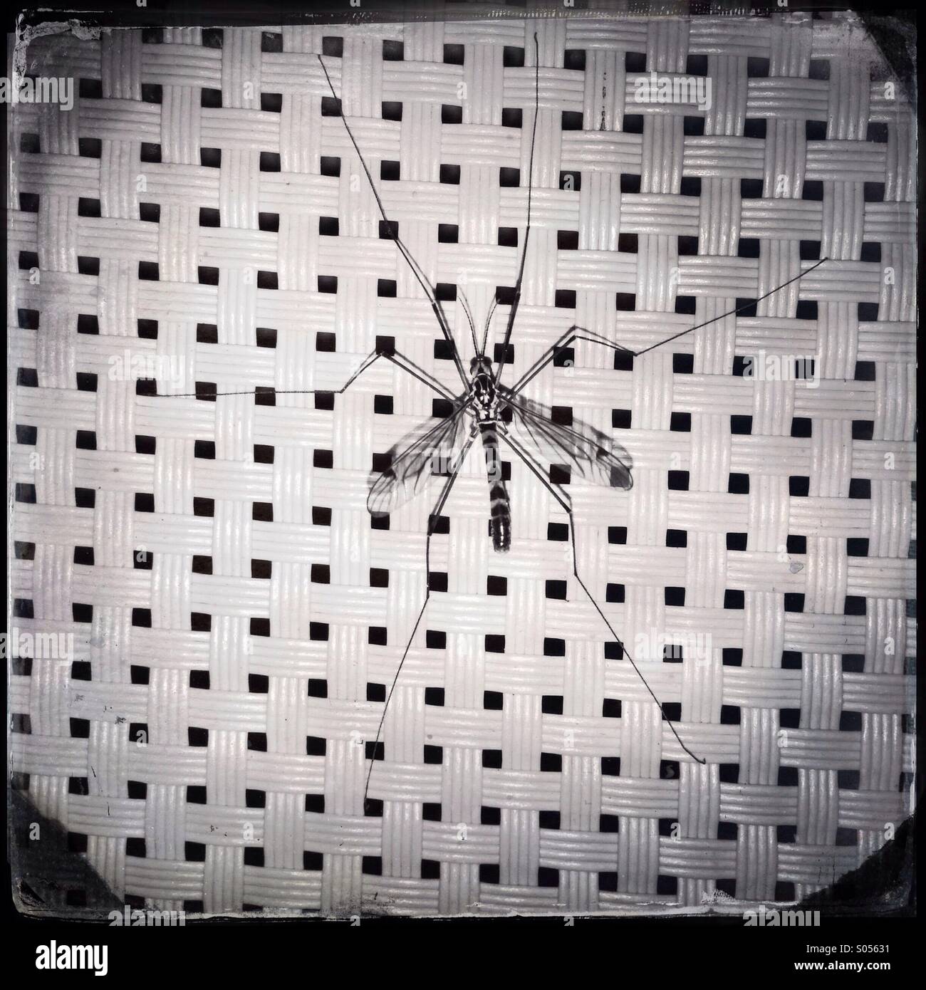 Maladie des insectes Banque de photographies et d’images à haute ...