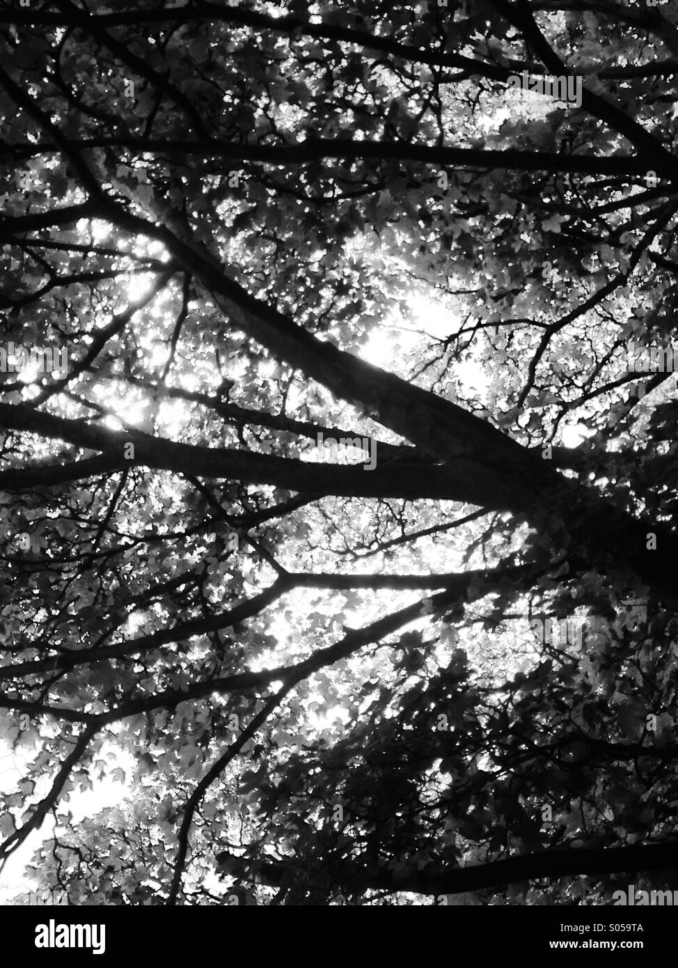 Arbres et feuilles Banque d'images noir et blanc - Alamy