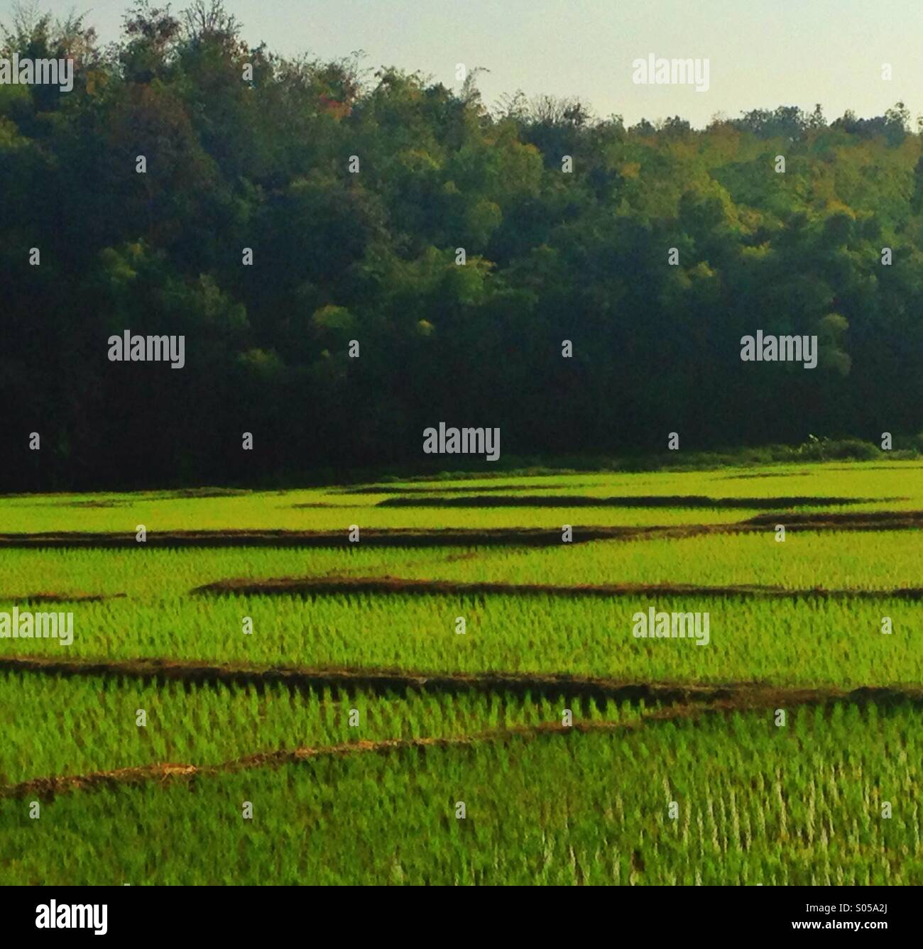 Champ de riz Banque de photographies et d’images à haute résolution - Alamy