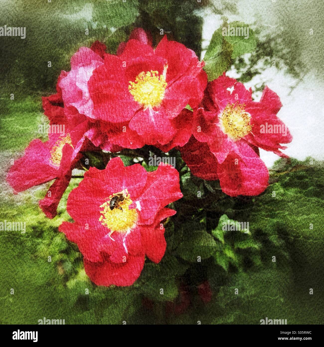 Roses sauvages Banque de photographies et d’images à haute résolution ...