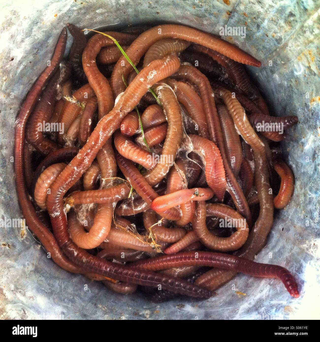 Vers de terre Banque de photographies et d’images à haute résolution ...