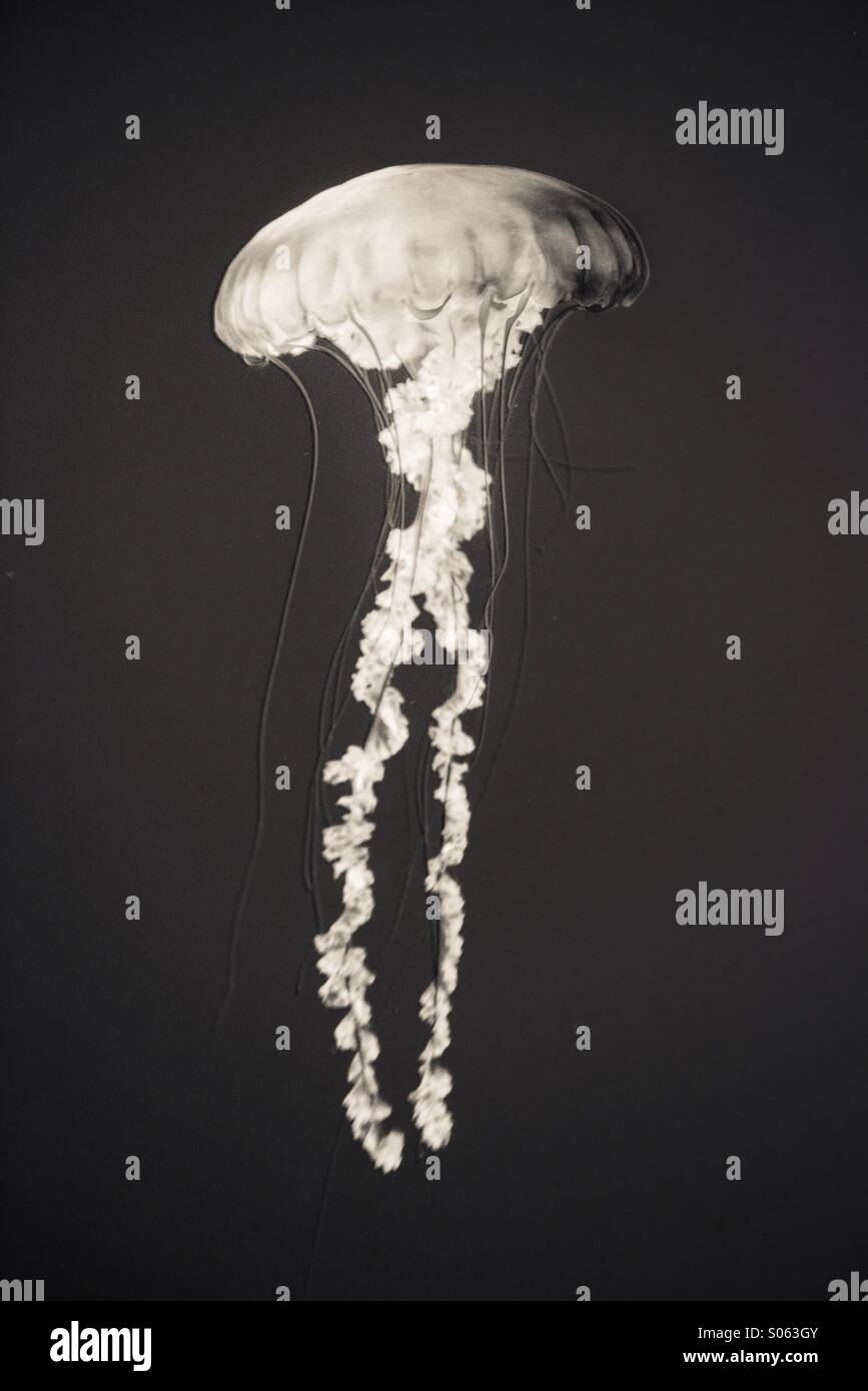 X ray vision Banque de photographies et d’images à haute résolution - Alamy