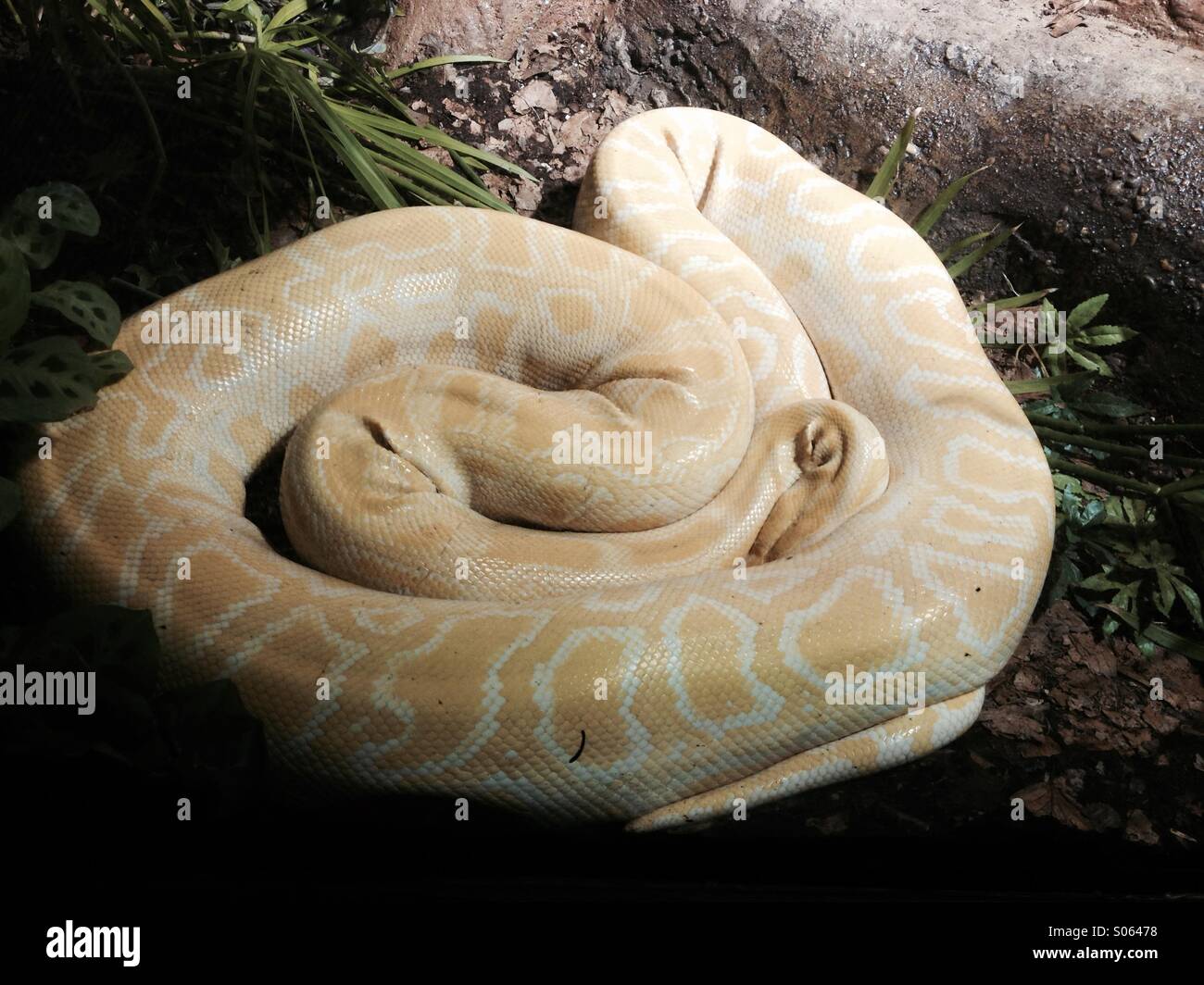 Un jaune et blanc, boa constrictor serpent endormi et recroquevillée ...