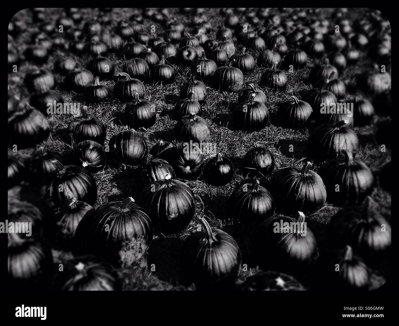 Citrouilles noires Banque de photographies et d’images à haute ...