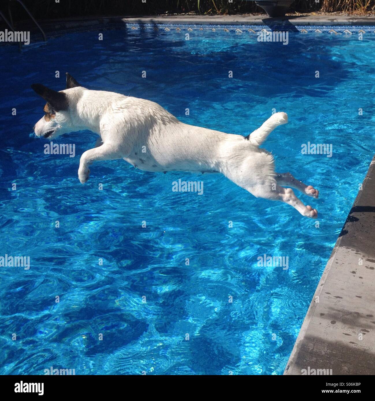Jack russell terrier sautant Banque de photographies et d’images à ...