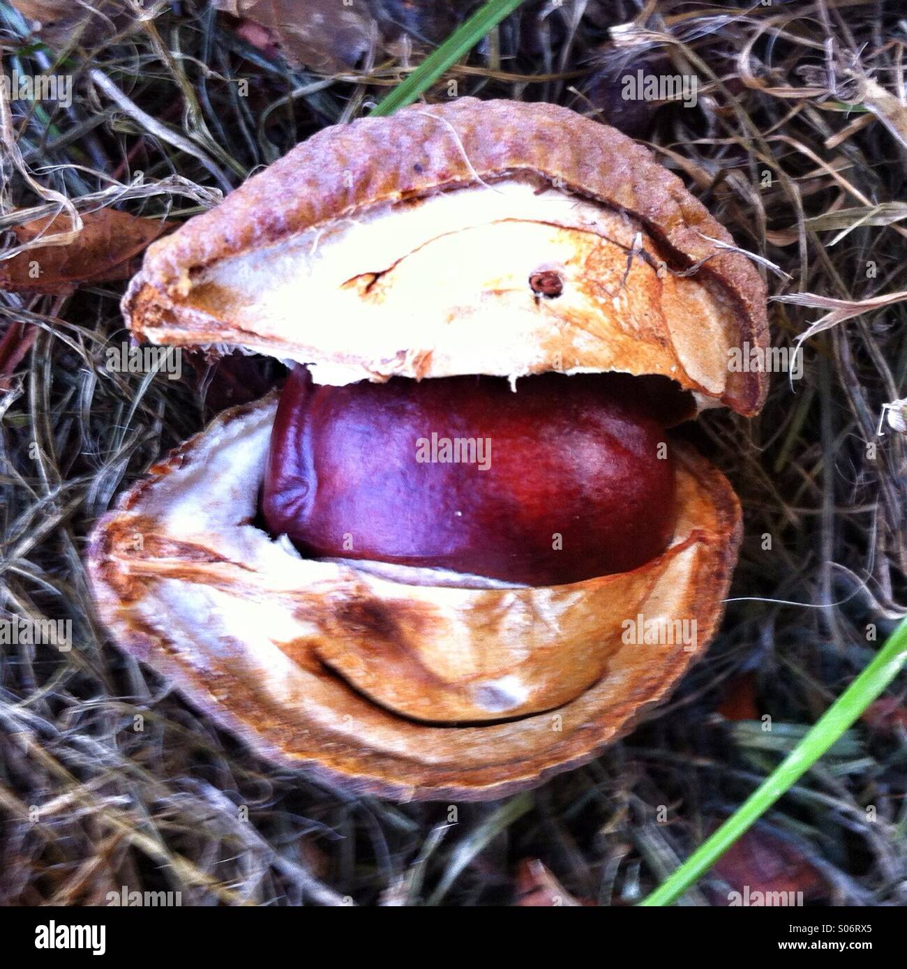 Coquille de marronnier Banque de photographies et d’images à haute ...