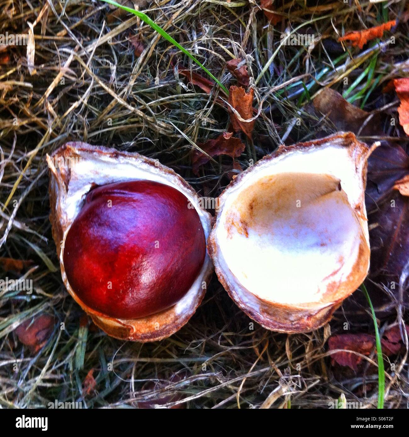 Conker dans sa coquille. Le Conker est une semence de l'Horse Chestnut ...