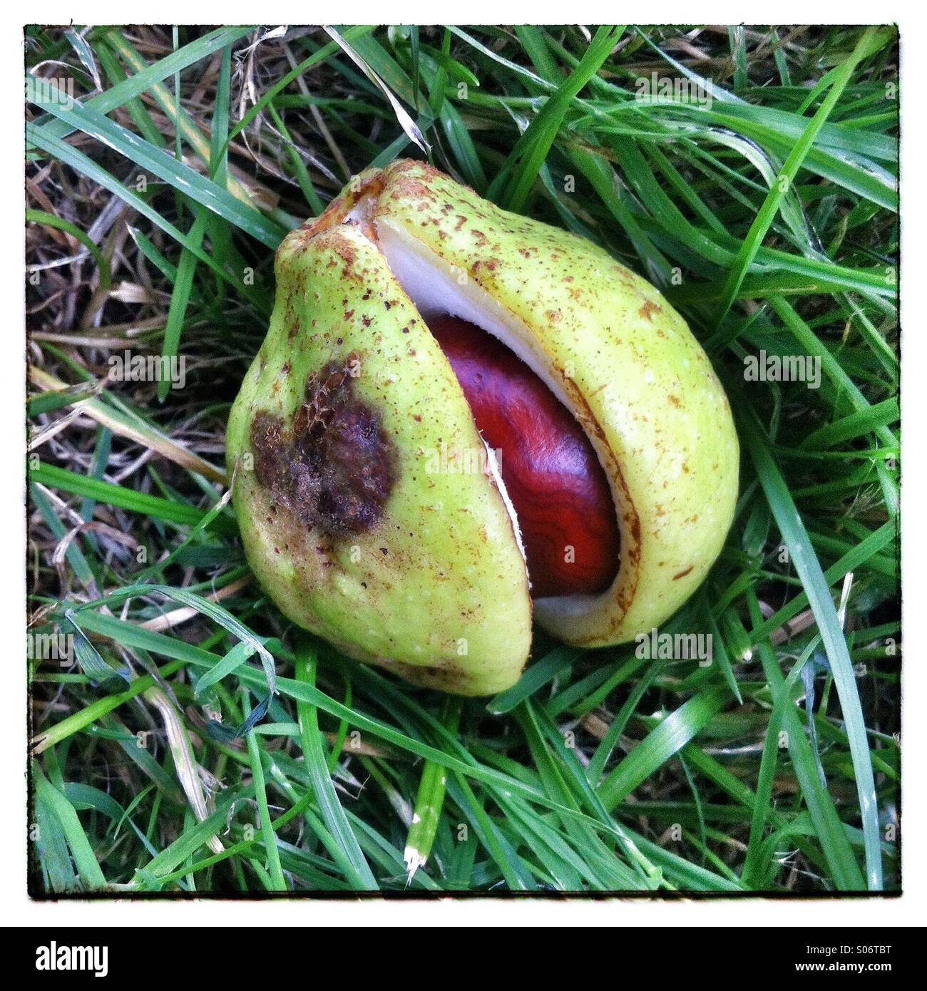 Conker dans sa coquille. Le Conker est une semence de l'Horse Chestnut ...
