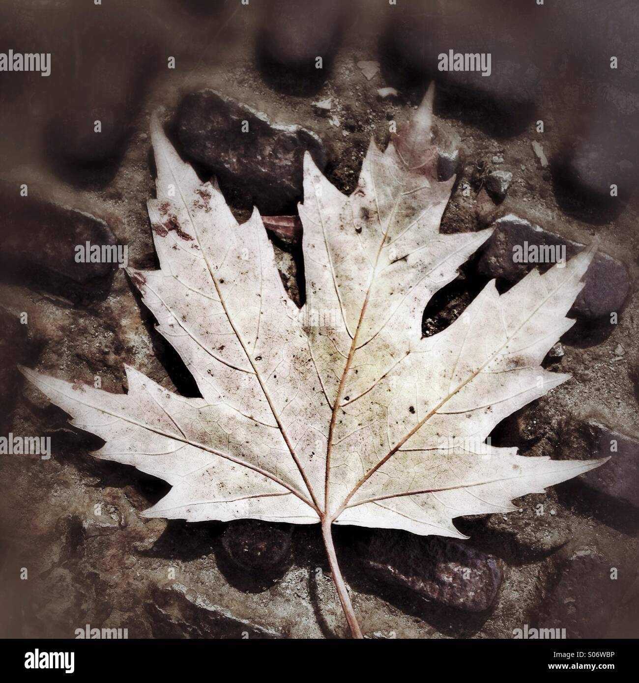 Solitaire feuille feuille Banque de photographies et d’images à haute ...