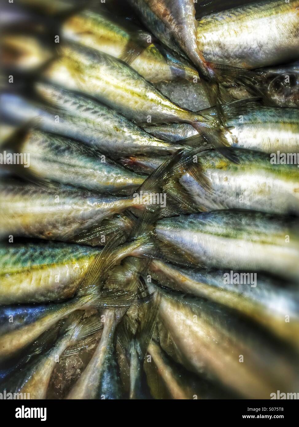 Queues de poisson Banque de photographies et d’images à haute ...