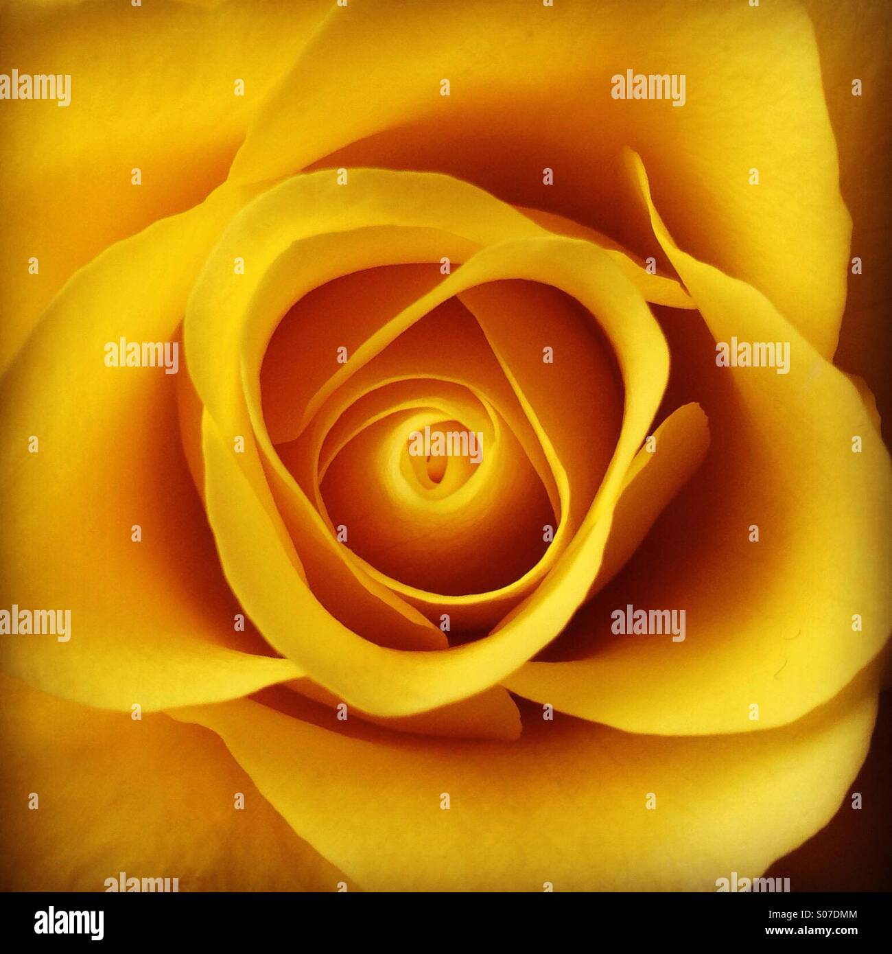 Fleur Rose Jaune Banque d'image et photos - Alamy