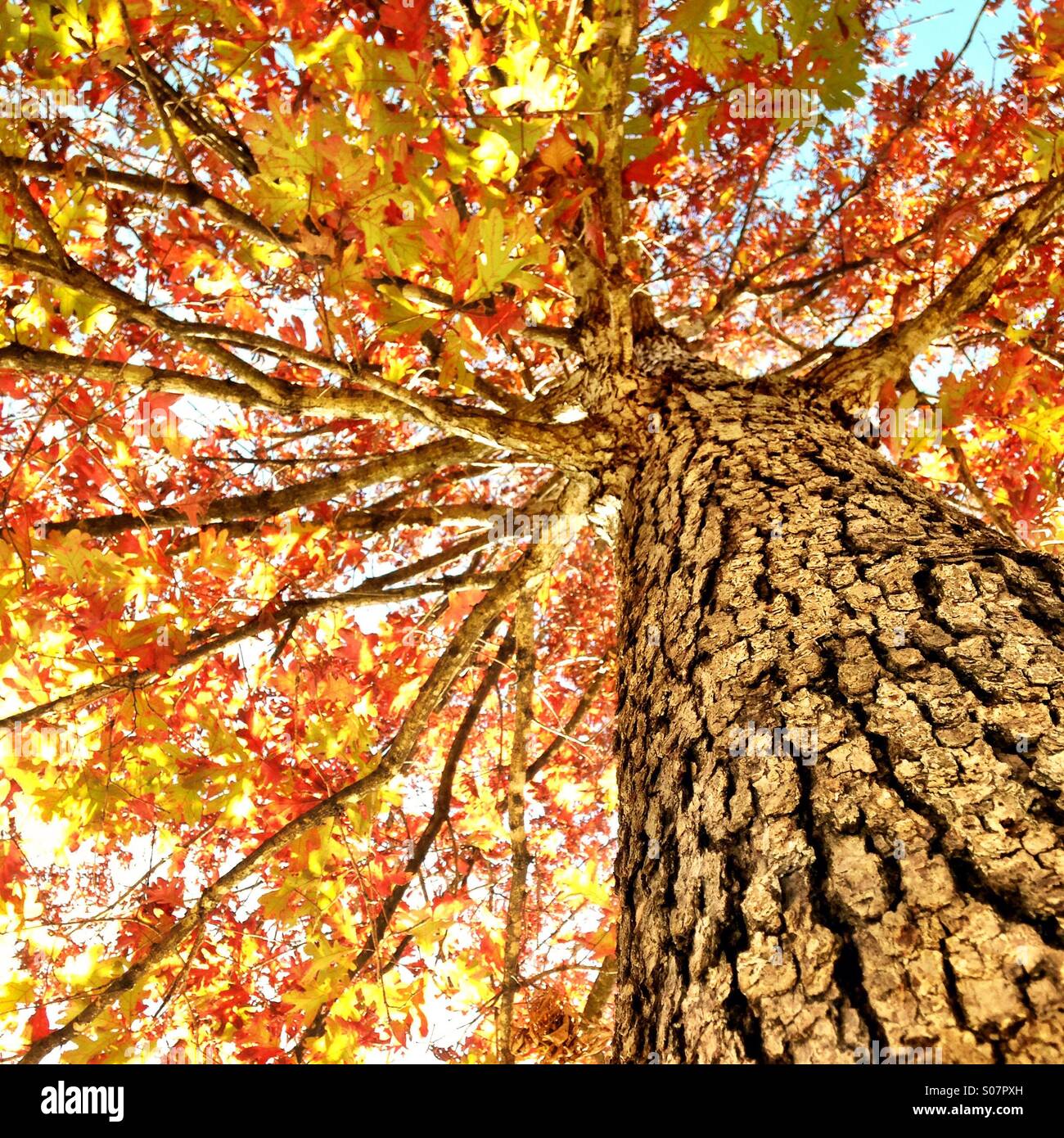 Arbre erable Banque de photographies et d’images à haute résolution - Alamy