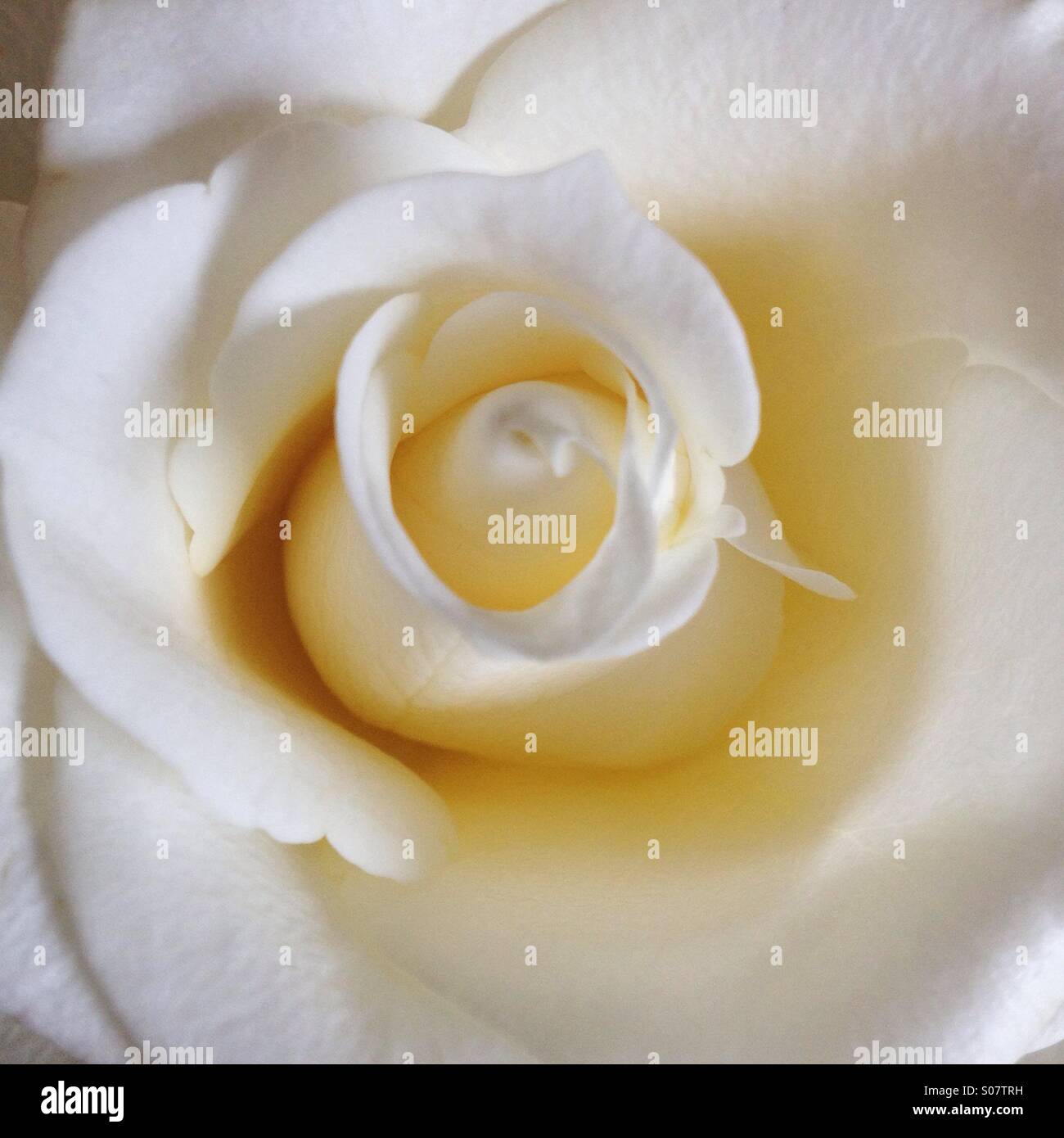 Fleur Simple Blanche Banque d'image et photos - Alamy