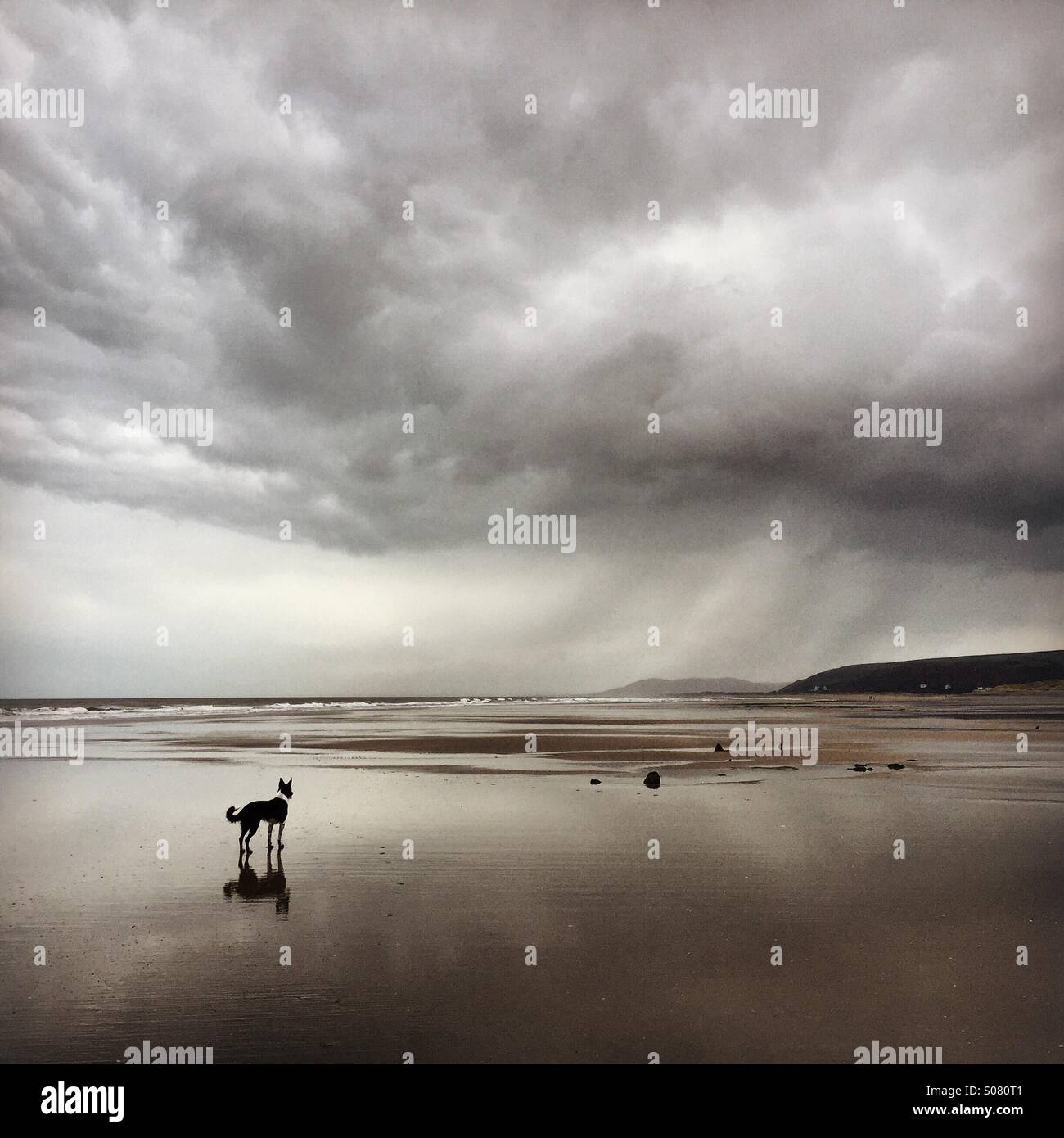 Plage balayée par le vent Banque de photographies et d’images à haute ...