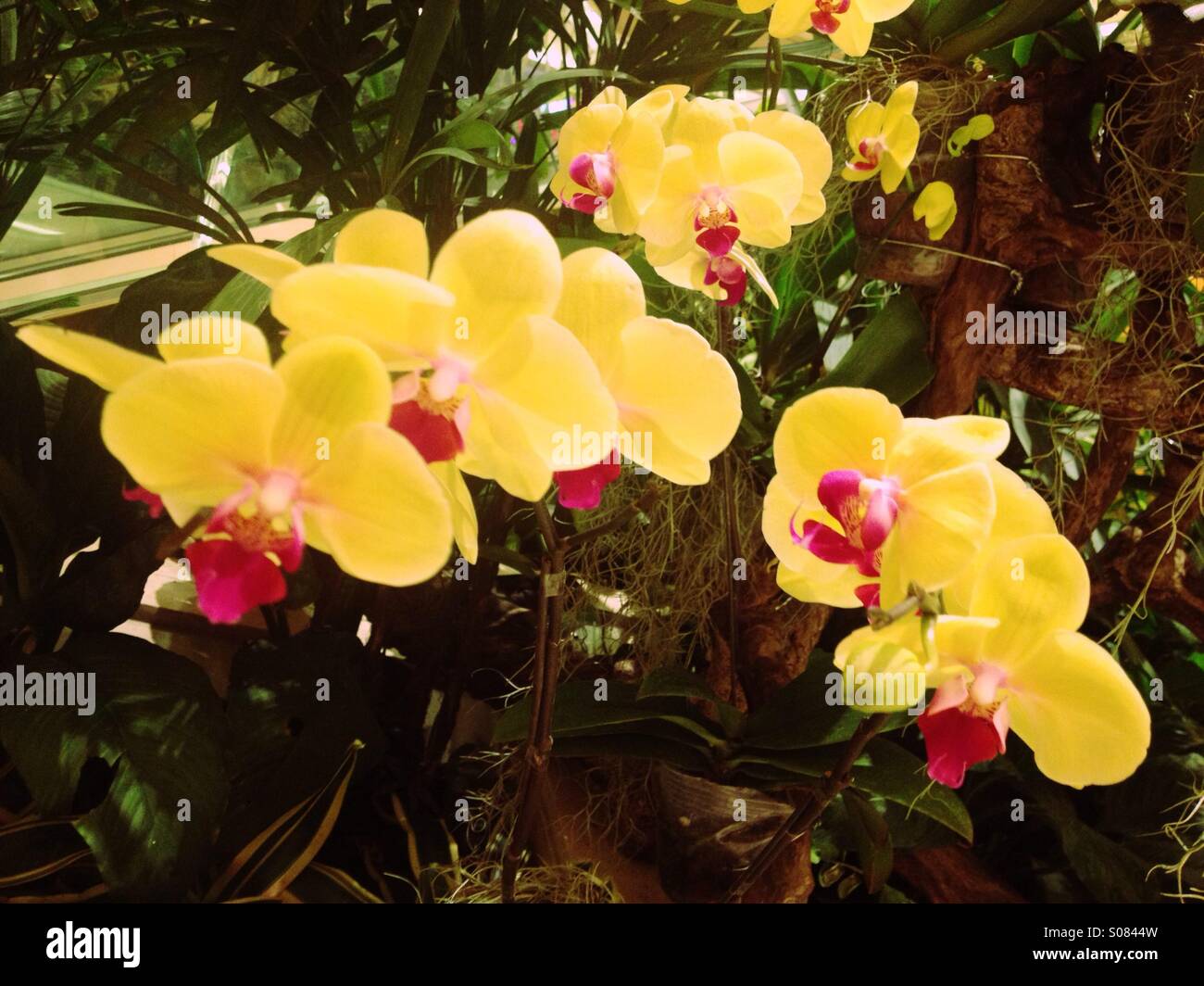 Yellow orchids Banque de photographies et d’images à haute résolution ...