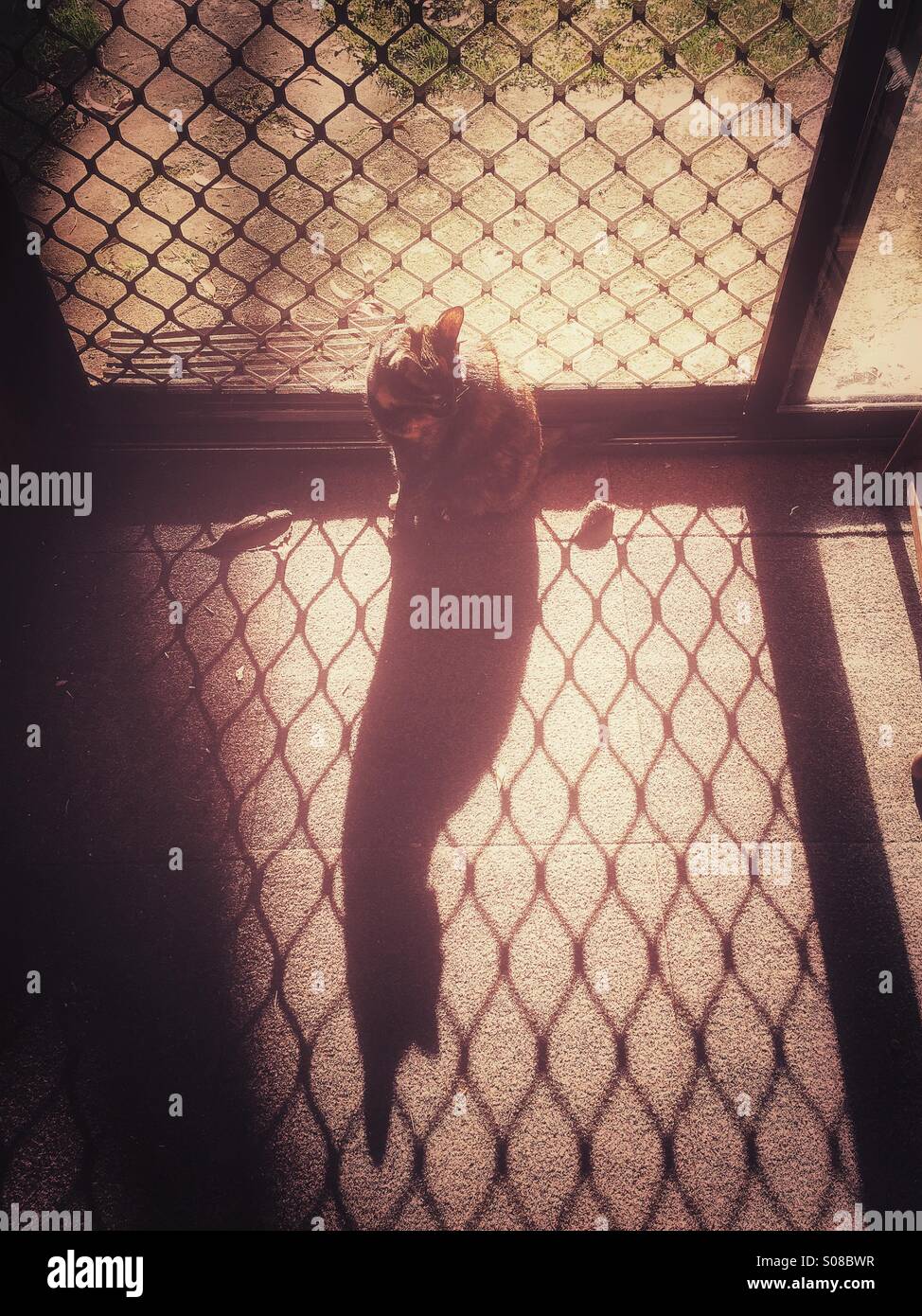 Chat ombre Banque de photographies et d’images à haute résolution - Alamy