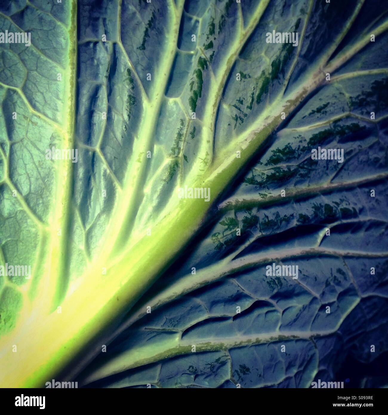 Feuille de chou Banque de photographies et d’images à haute résolution ...