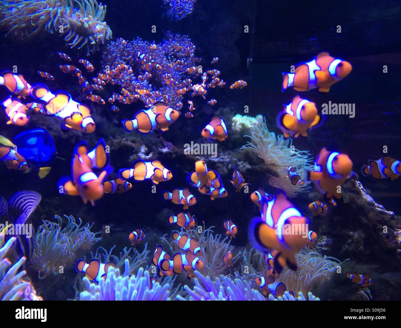 Clown fish aquarium Banque de photographies et d’images à haute ...