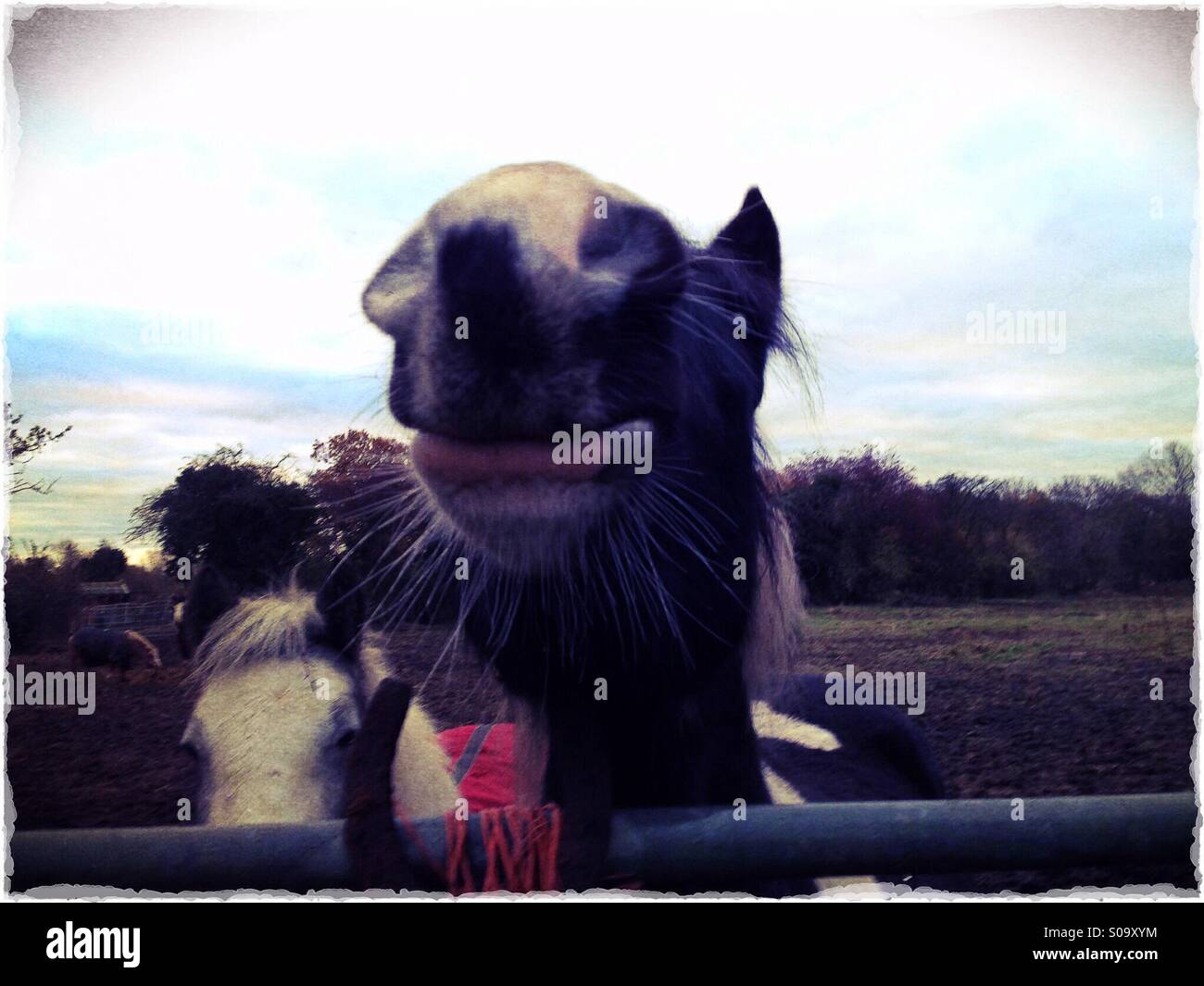 Cheval qui rit Banque de photographies et d’images à haute résolution ...