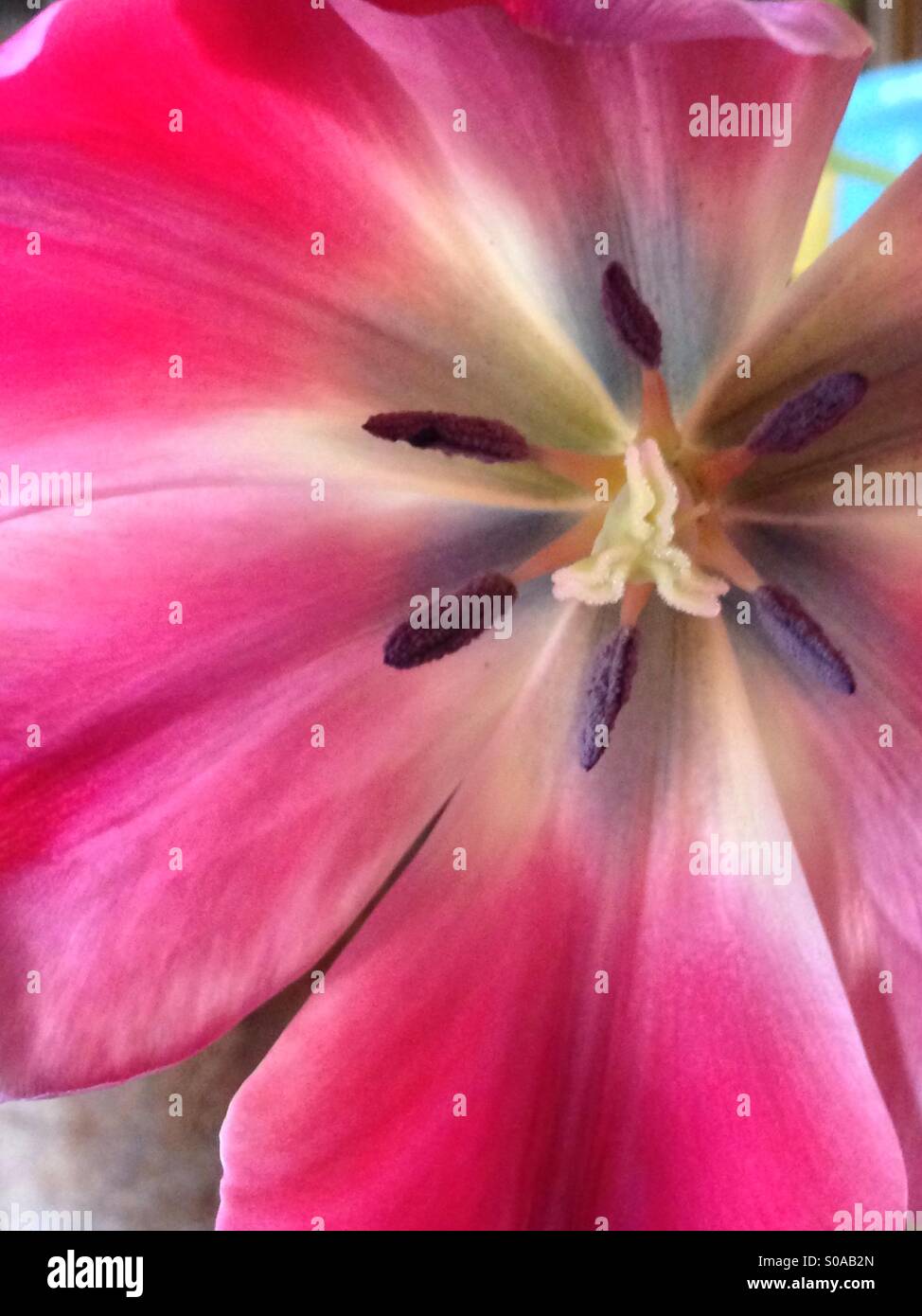 Mère nature Banque de photographies et d’images à haute résolution - Alamy