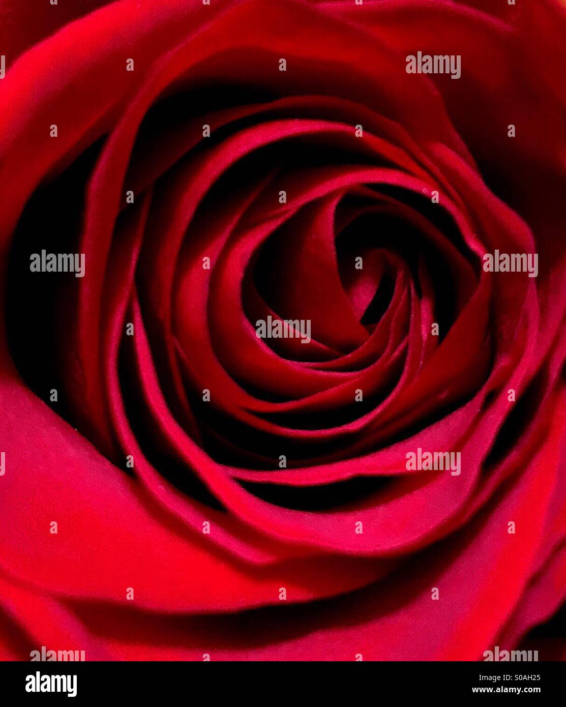 Rose rouge de l'amour Banque de photographies et d’images à haute ...