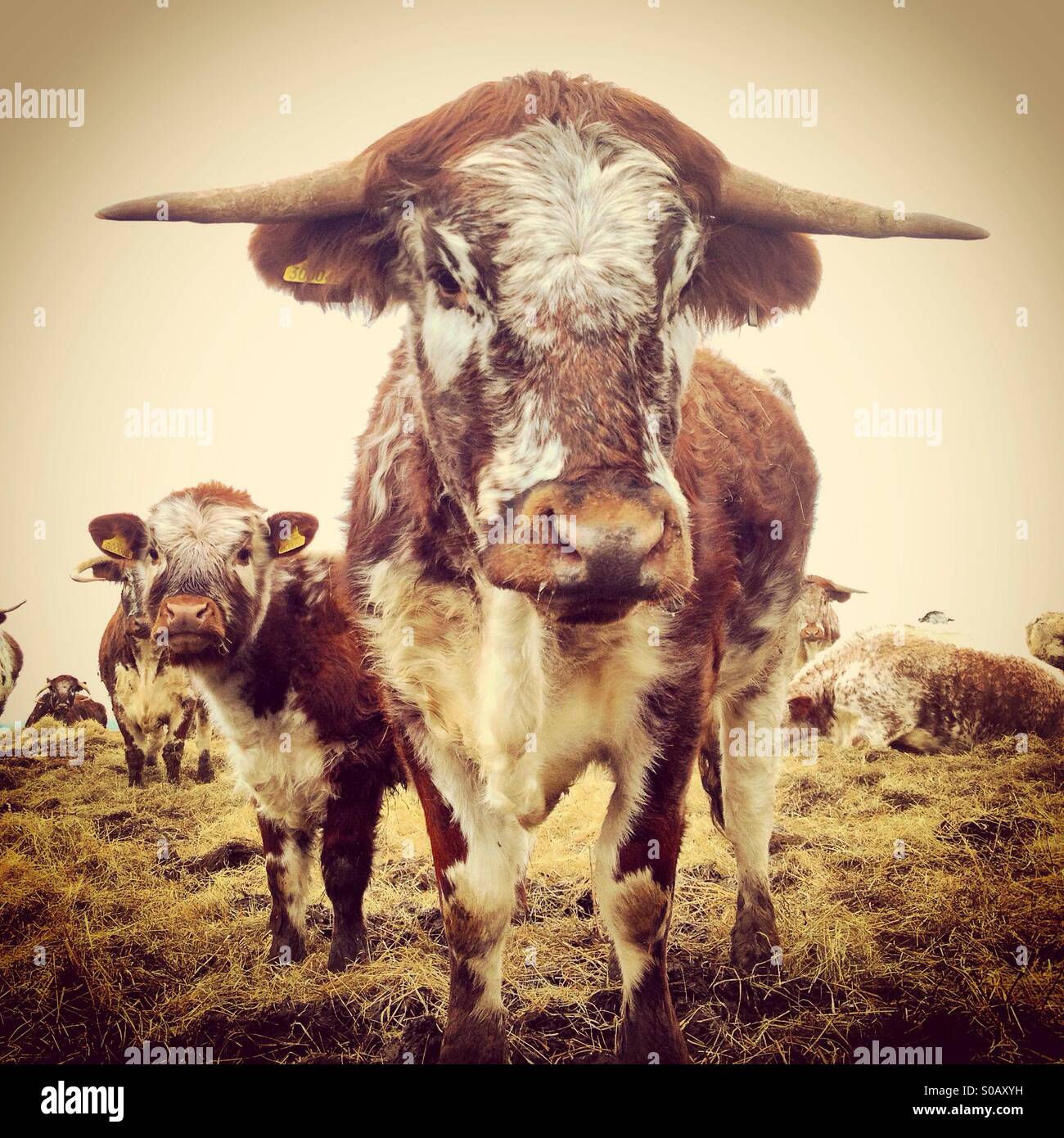 English longhorns Banque de photographies et d’images à haute ...
