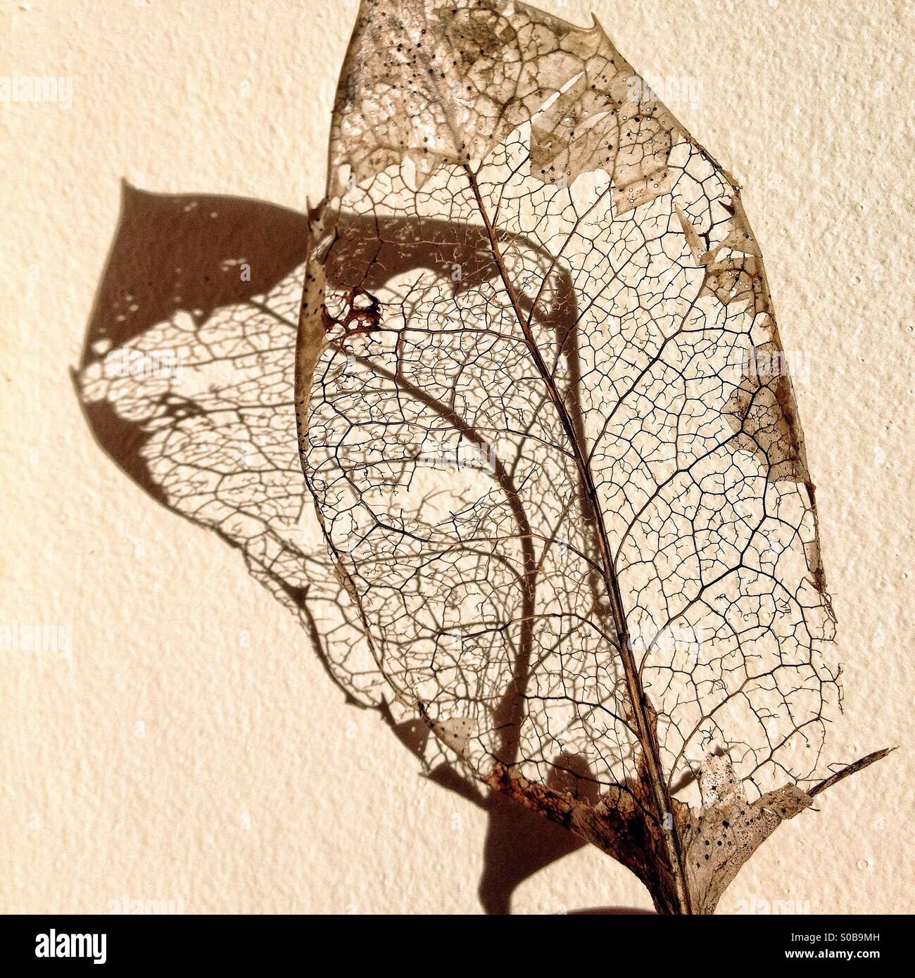 Forme foliaire Banque de photographies et d’images à haute résolution ...