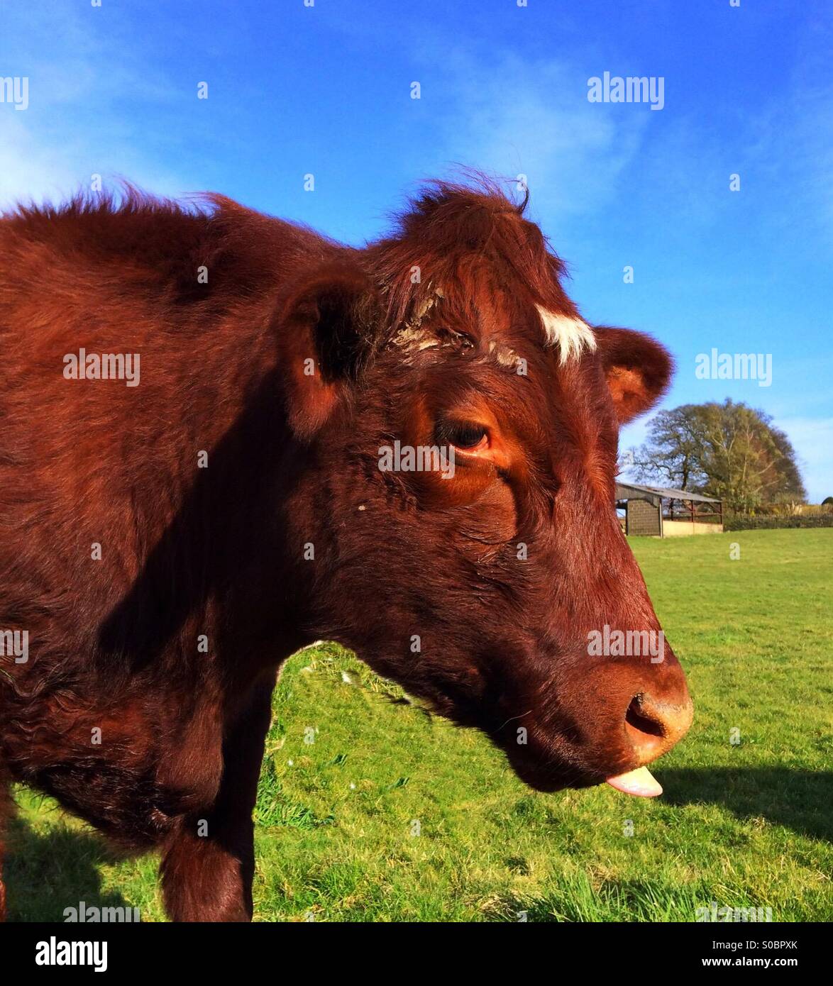 Vache qui tire la langue Banque de photographies et d’images à haute ...