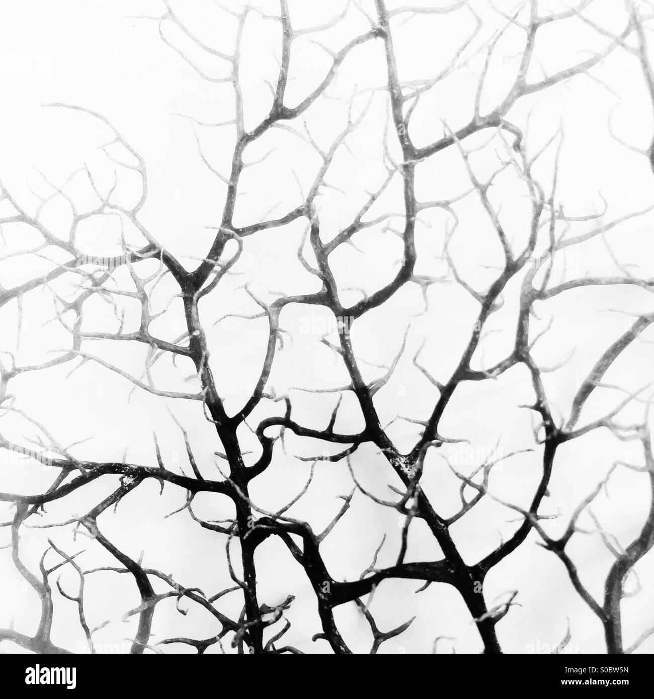 Arbre de vie noir et blanc Banque d'images noir et blanc - Alamy
