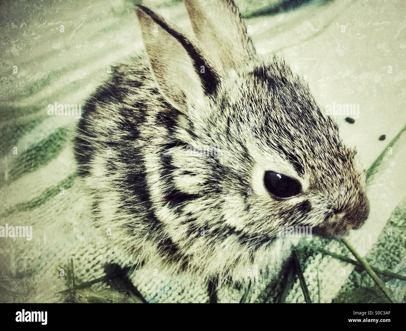 Bébé lapin Banque de photographies et d’images à haute résolution - Alamy
