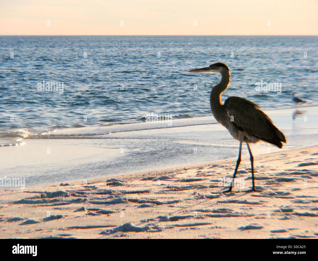 Faune de plage Banque de photographies et d’images à haute résolution ...