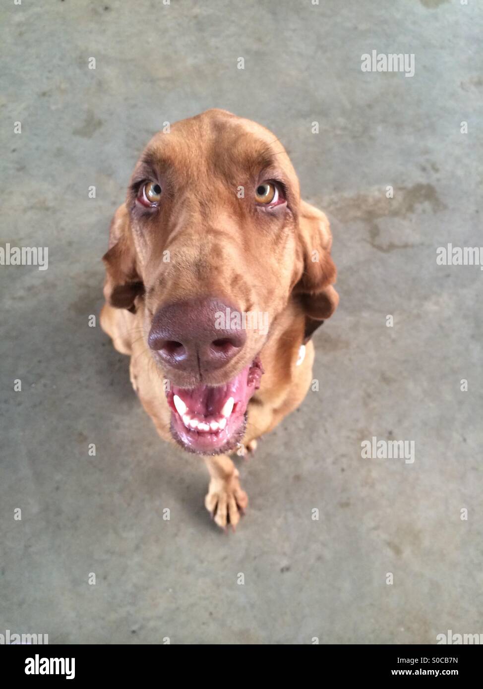 Chien qui louche Banque de photographies et d’images à haute résolution ...