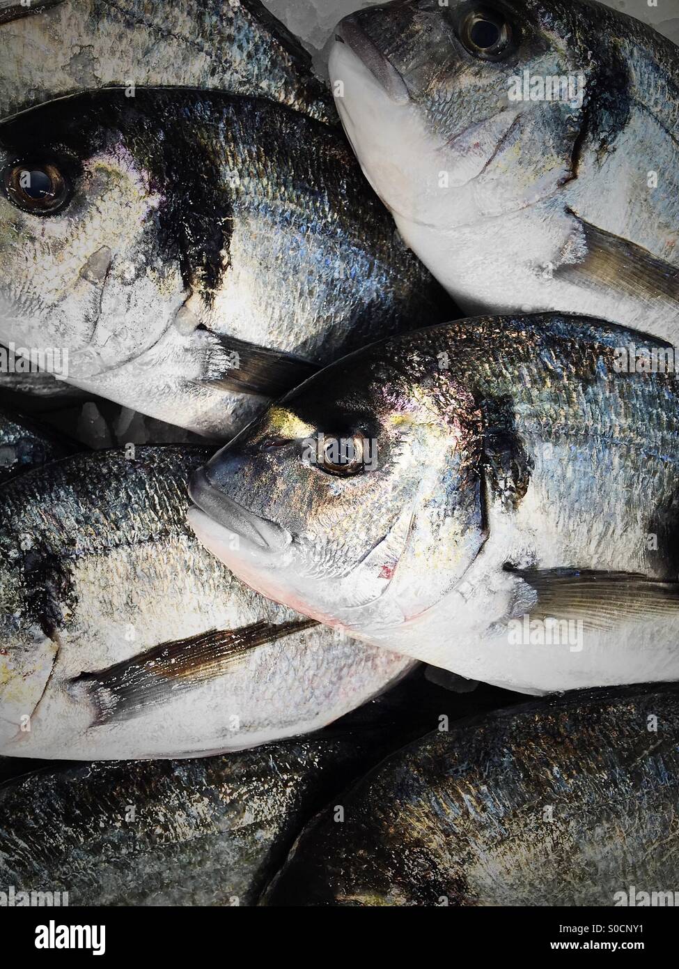 Parties de poisson Banque de photographies et d’images à haute ...