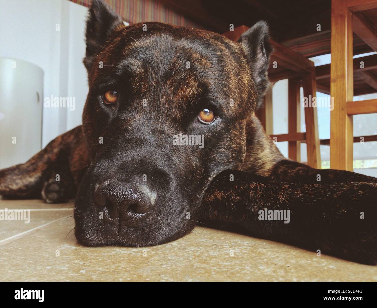 Azorean dog Banque de photographies et d’images à haute résolution - Alamy