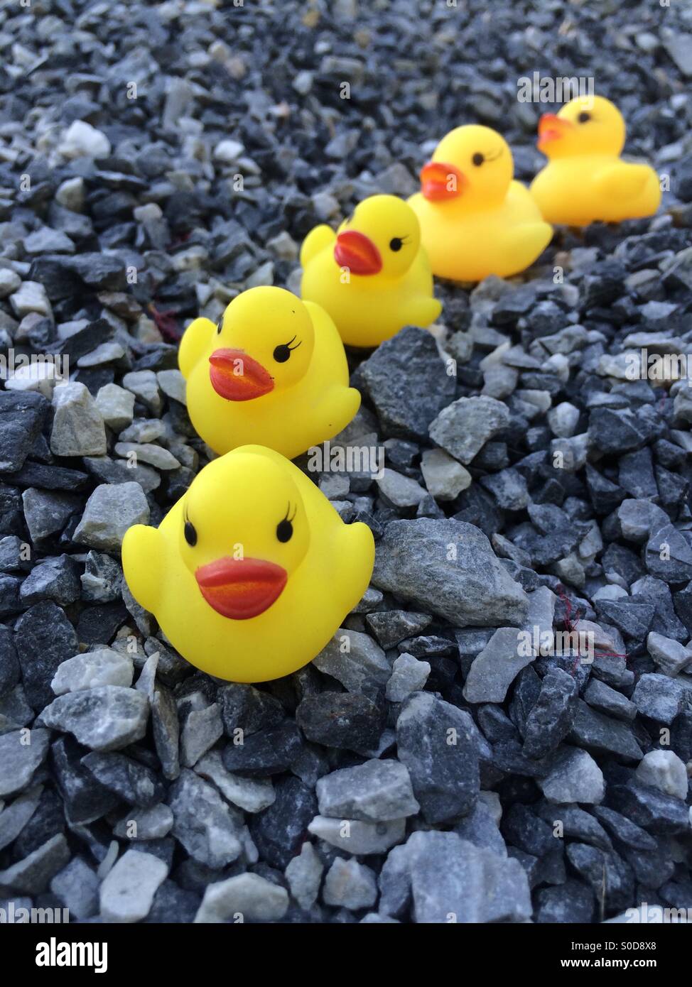 Canards jaunes Banque de photographies et d’images à haute résolution ...
