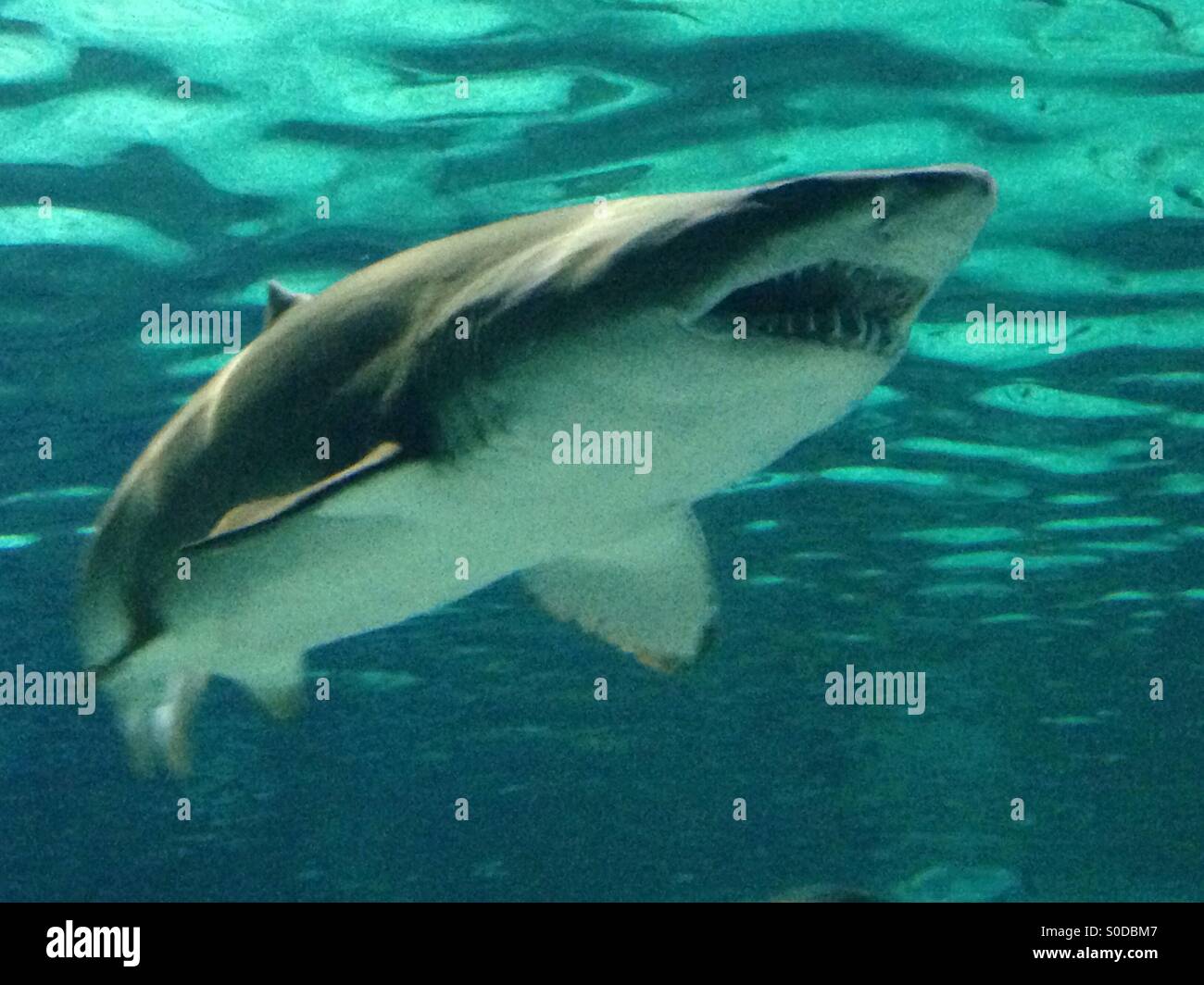 Dentition de requin Banque de photographies et d’images à haute ...